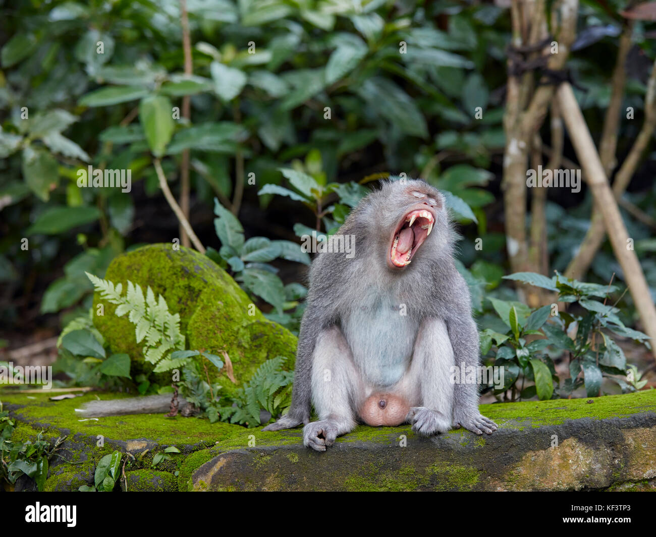 Male long tailed macaque hi-res stock photography and images - Alamy