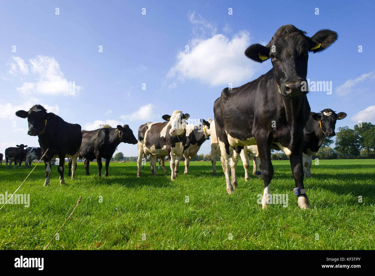 Dutch cows hi-res stock photography and images - Alamy