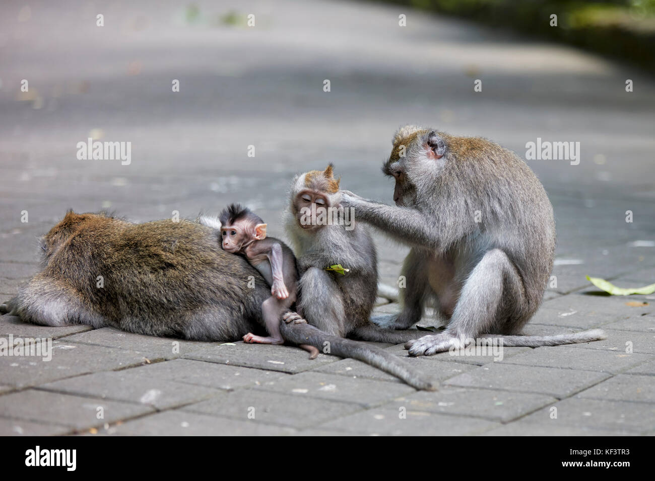 Animal social grooming High Resolution Stock Photography and Images - Alamy