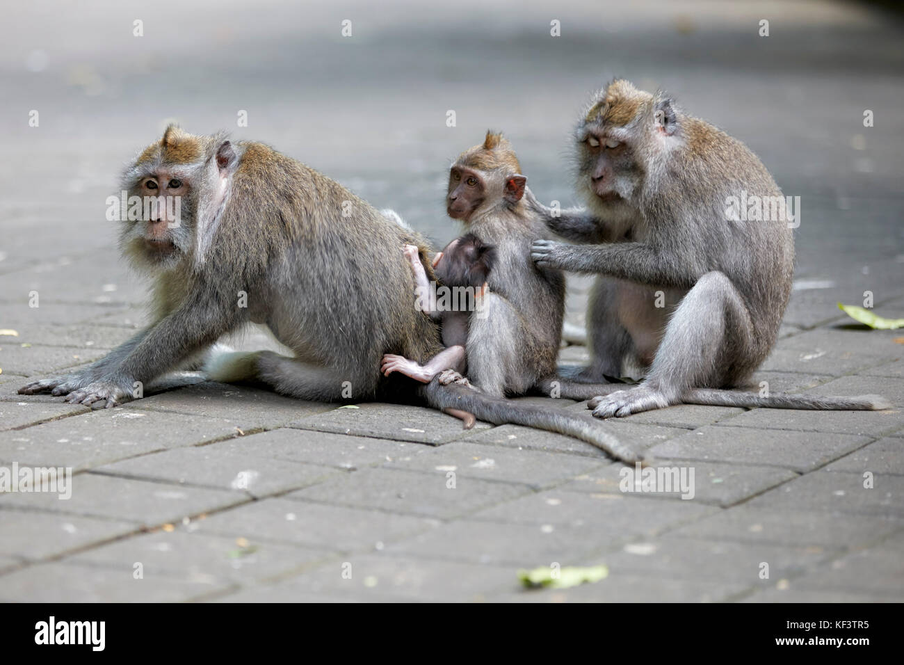 Long-tailed macaques (Macaca fascicularis) in the Sacred Monkey Forest ...