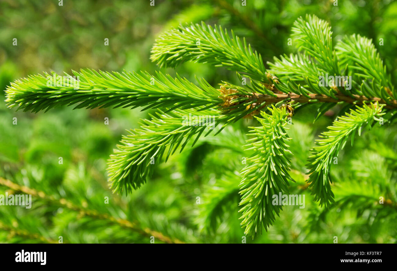 Growing fir-tree in a forest Stock Photo - Alamy