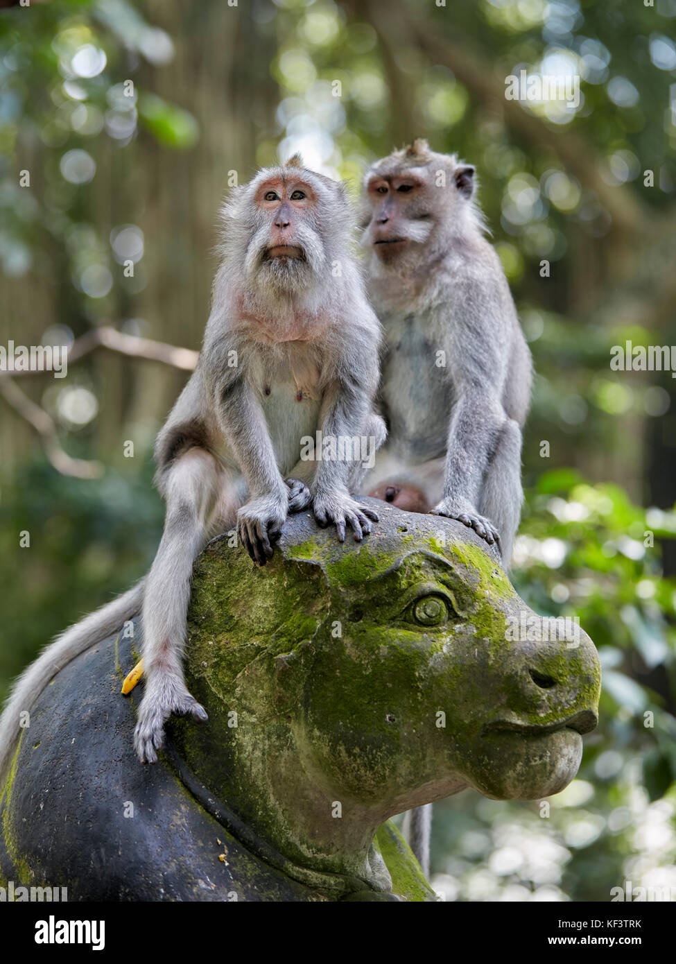 Long-tailed macaques (Macaca fascicularis) in the Sacred Monkey Forest ...
