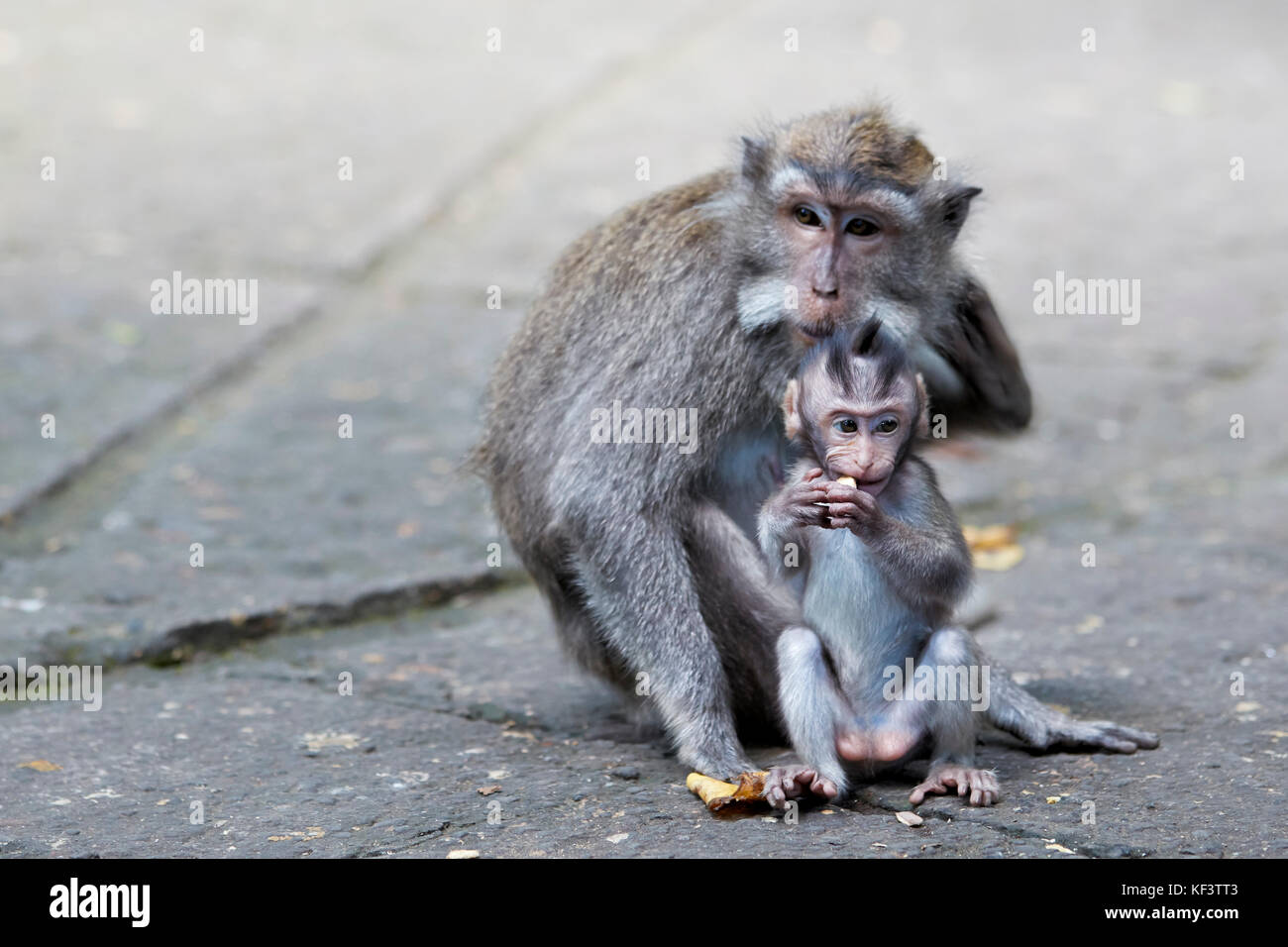 Long-tailed macaque (Macaca fascicularis) with her baby. Sacred Monkey ...