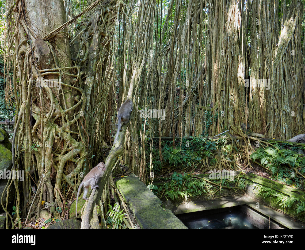 Banyan tree aerial roots in the Sacred Monkey Forest Sanctuary. Ubud ...