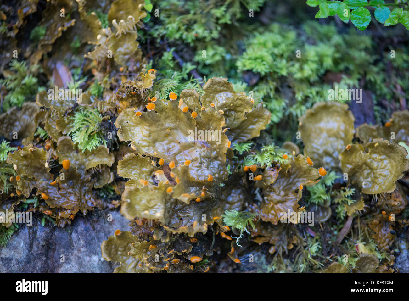 Dog Lichen: Peltigera sp. British Columbia, Canada Stock Photo - Alamy