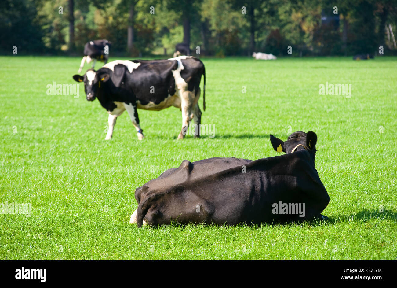 Dutch Cows High Resolution Stock Photography and Images - Alamy
