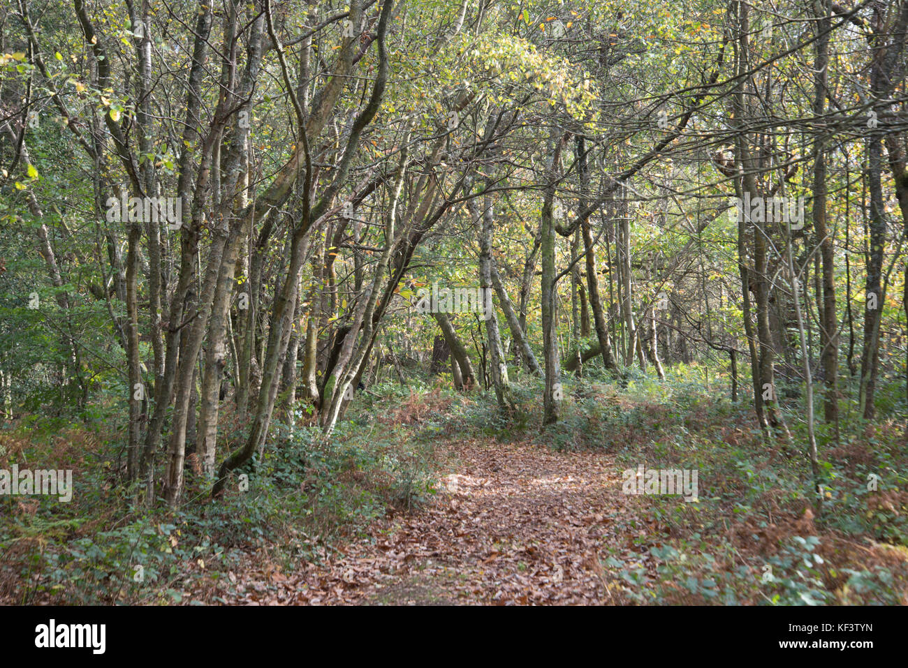 Deciduous woodland in autumn. Suirrey, UK Stock Photo - Alamy