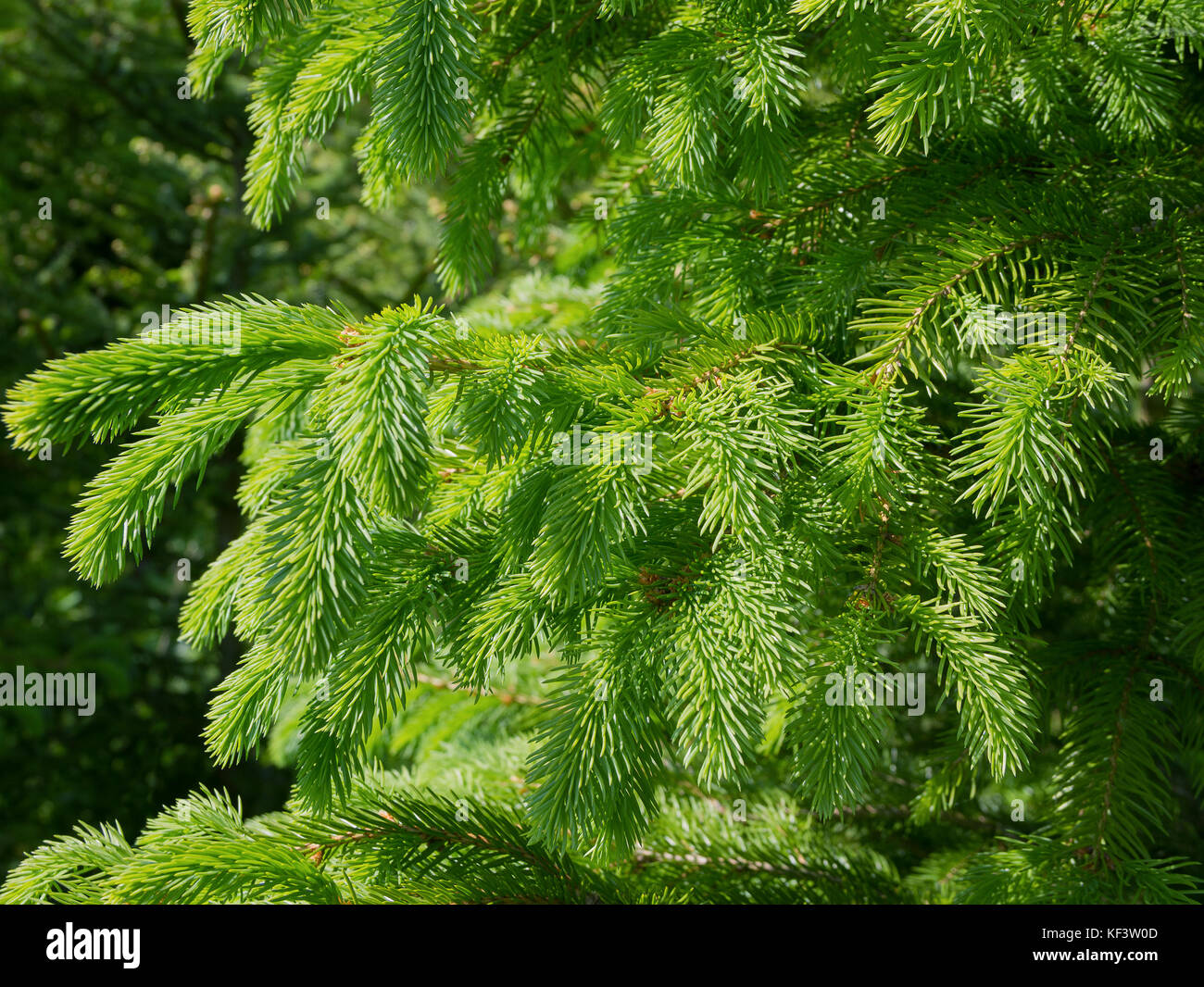 Growing fir-tree in a forest Stock Photo - Alamy