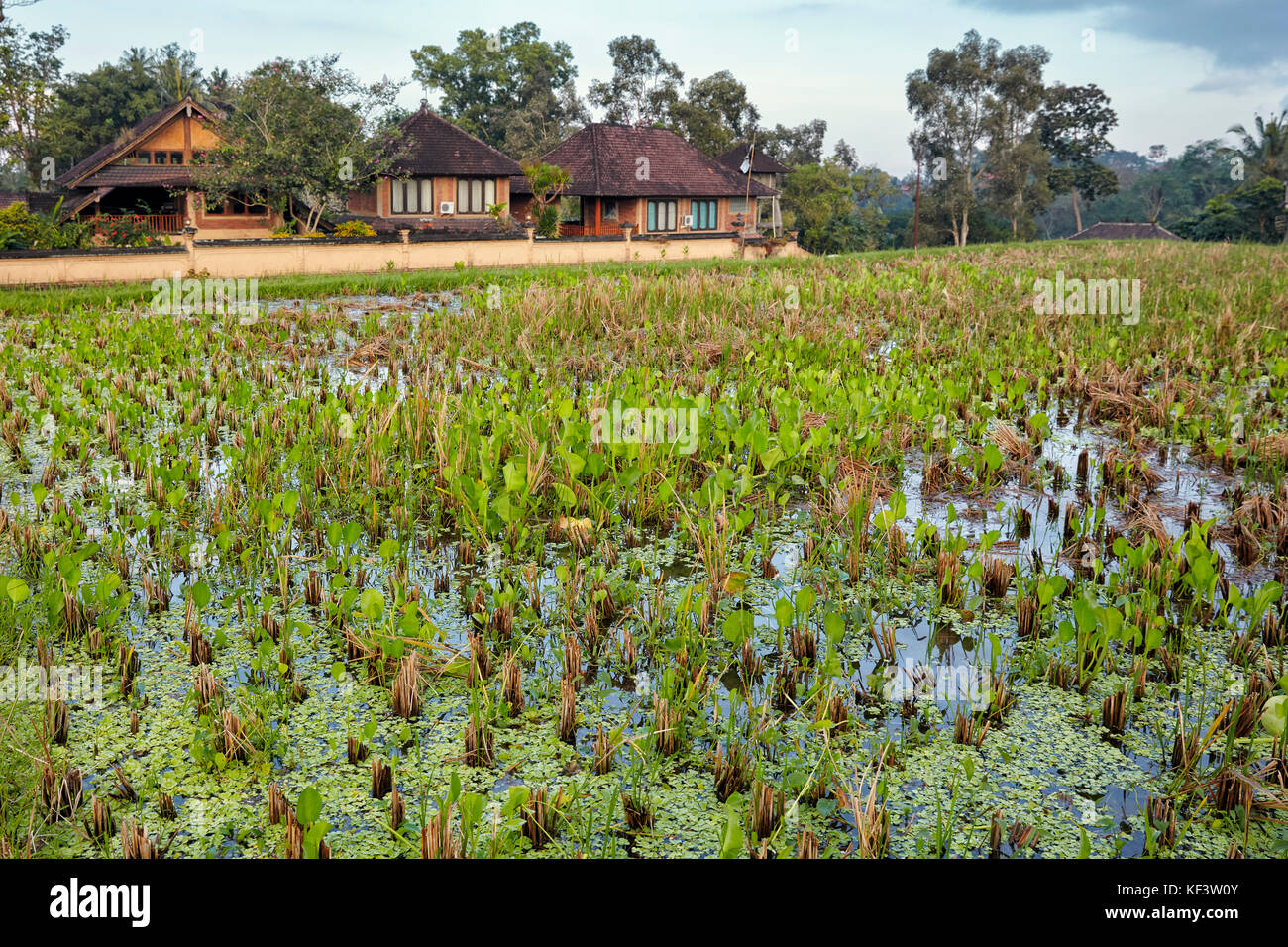 Rice paddy along the Campuhan Ridge Walk. Ubud, Bali, Indonesia Stock ...
