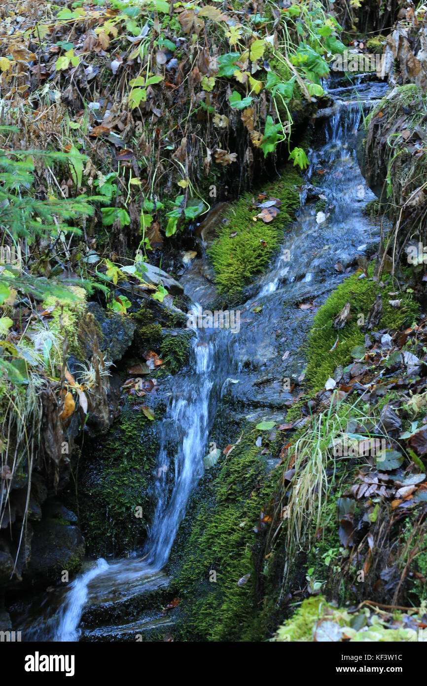 Small Stream In The Forest Stock Photo - Alamy