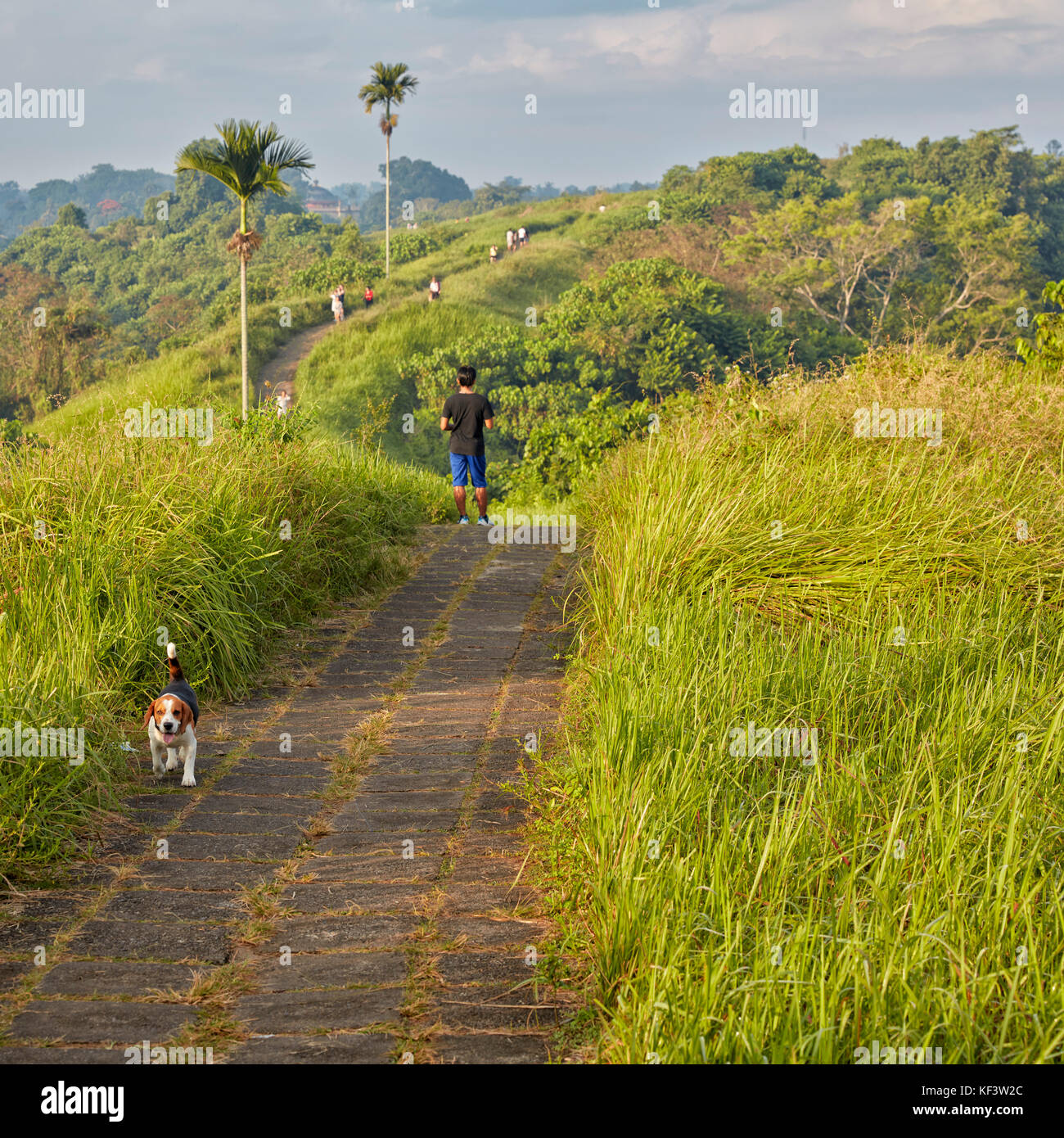 Campuhan Ridge Walk. Ubud, Bali, Indonesia Stock Photo - Alamy
