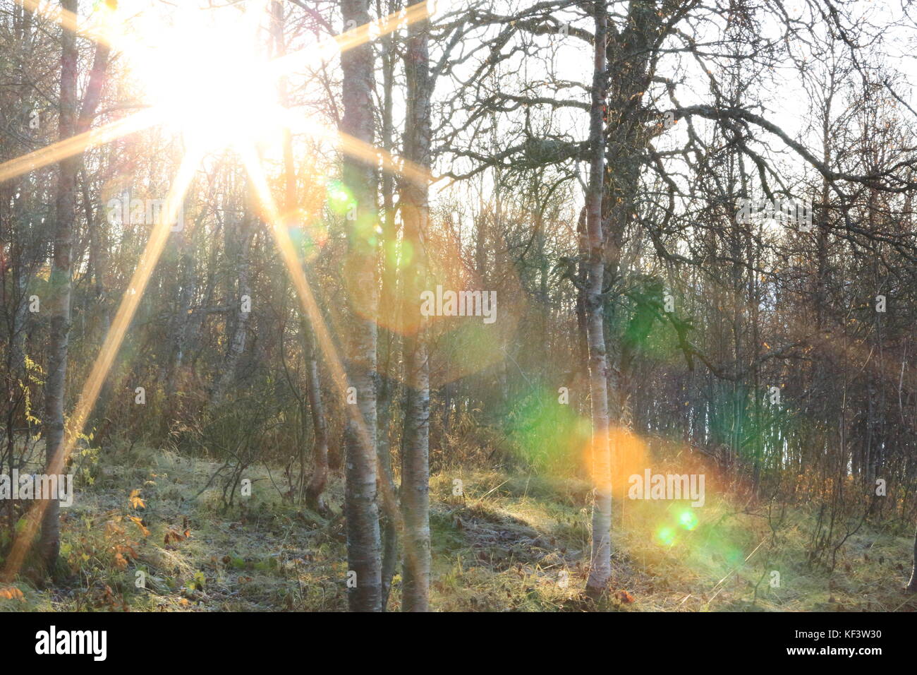 Sun Burst In Frozen Autumn Forest Stock Photo - Alamy