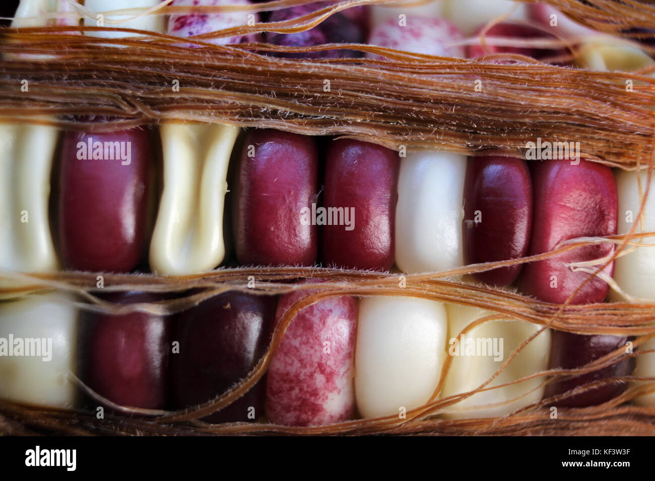 Corn with color grains Stock Photo - Alamy