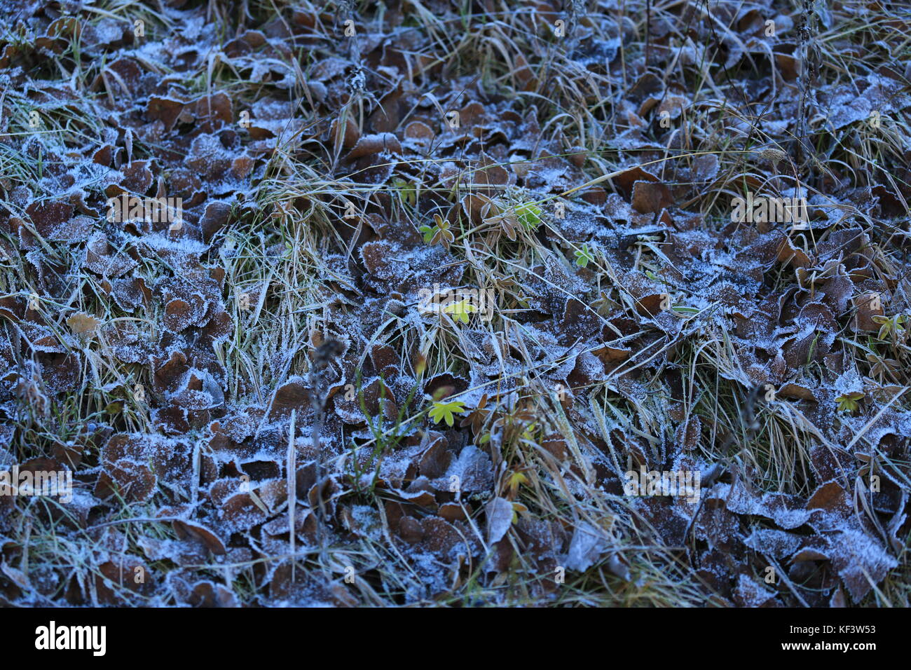 Frozen into ground hi-res stock photography and images - Alamy