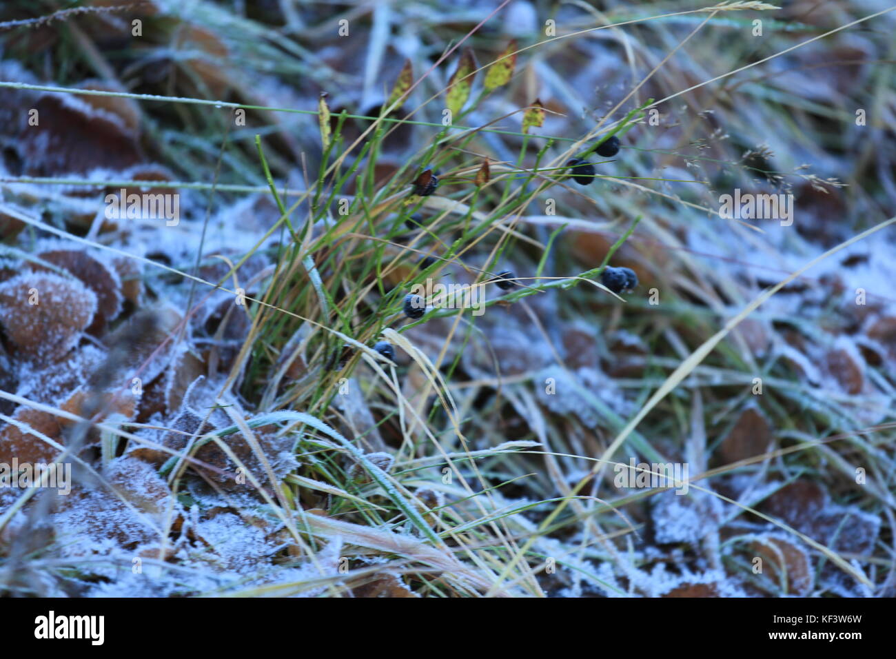 Cold blueberry hi-res stock photography and images - Alamy