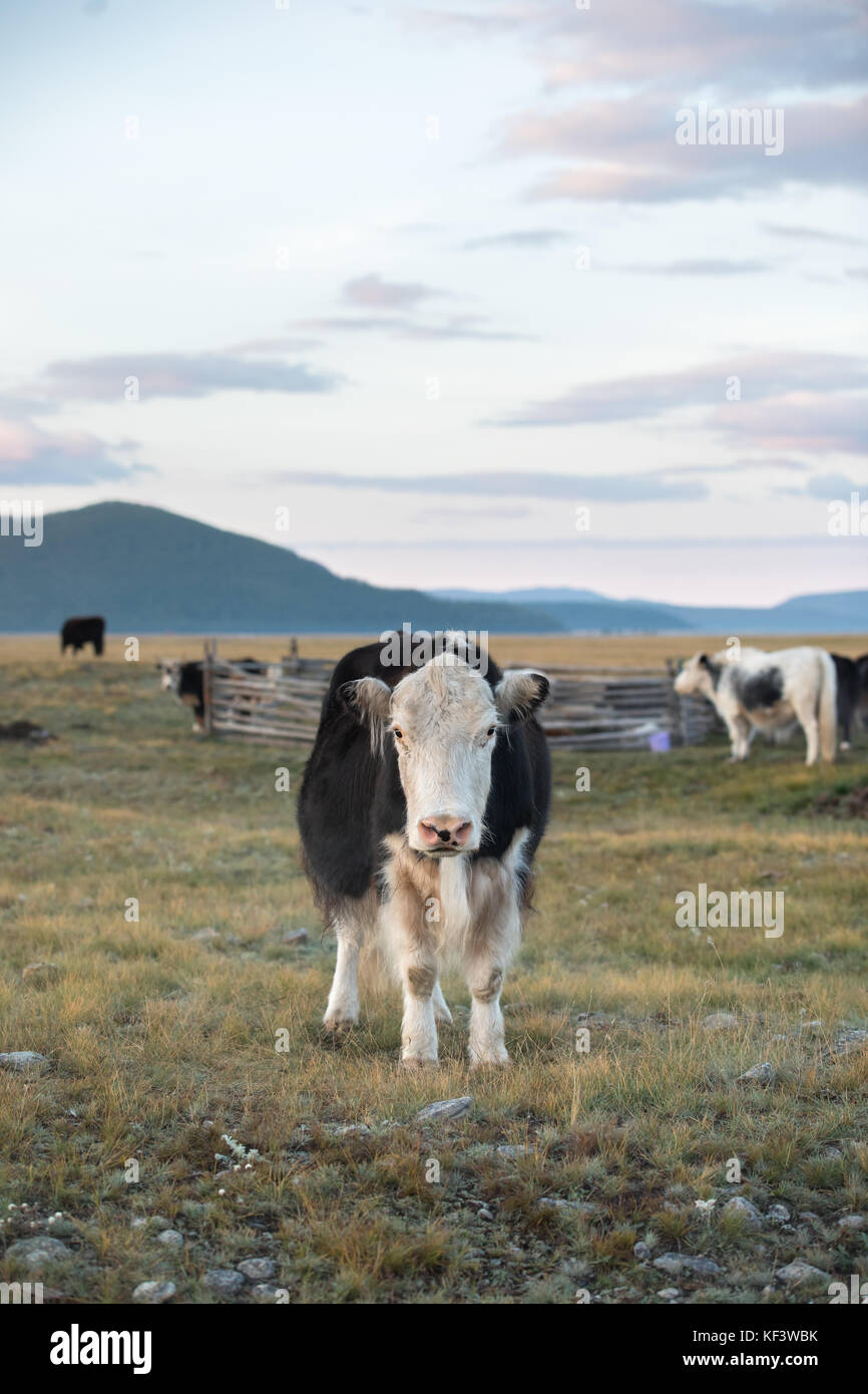 Portrait of an adult female yak in northern Mongolia at sunrise ...