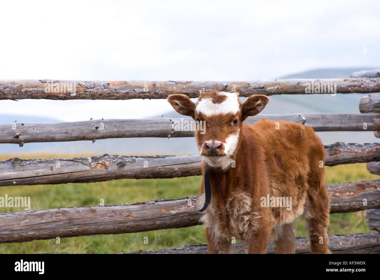 Little baby cow standing in front of a wooden gate. Khuvsgol, Mongolia ...