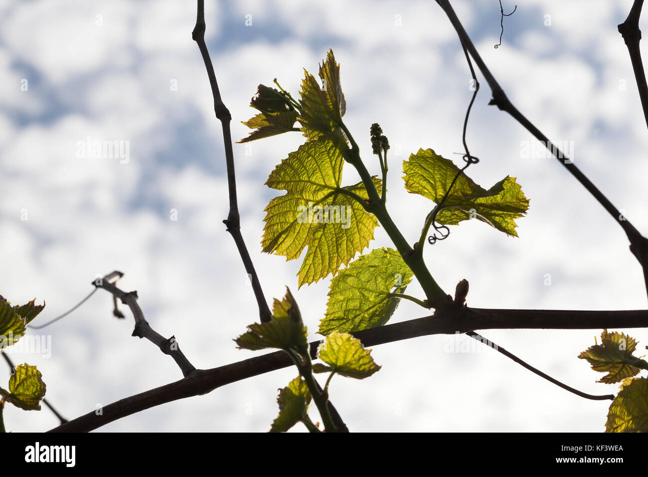 Leaves of grapes, spring Stock Photo - Alamy