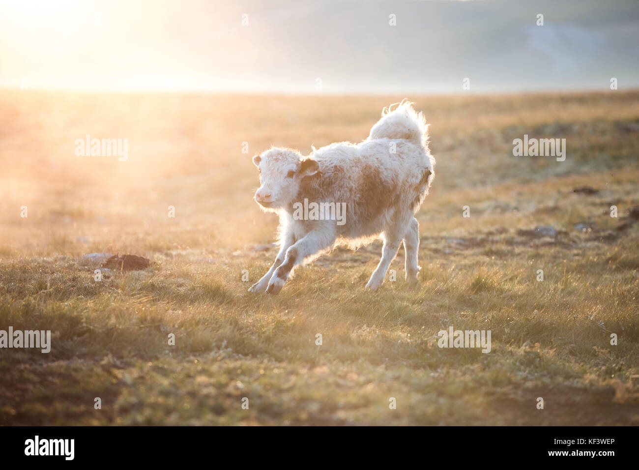Close up portrait of a cute baby cow running in the morning sun ...