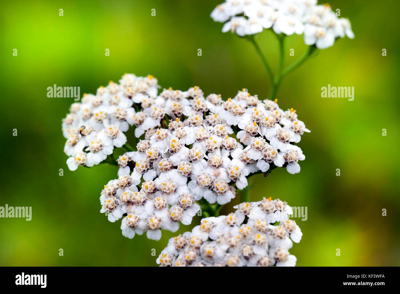 Shrub background hi-res stock photography and images - Alamy