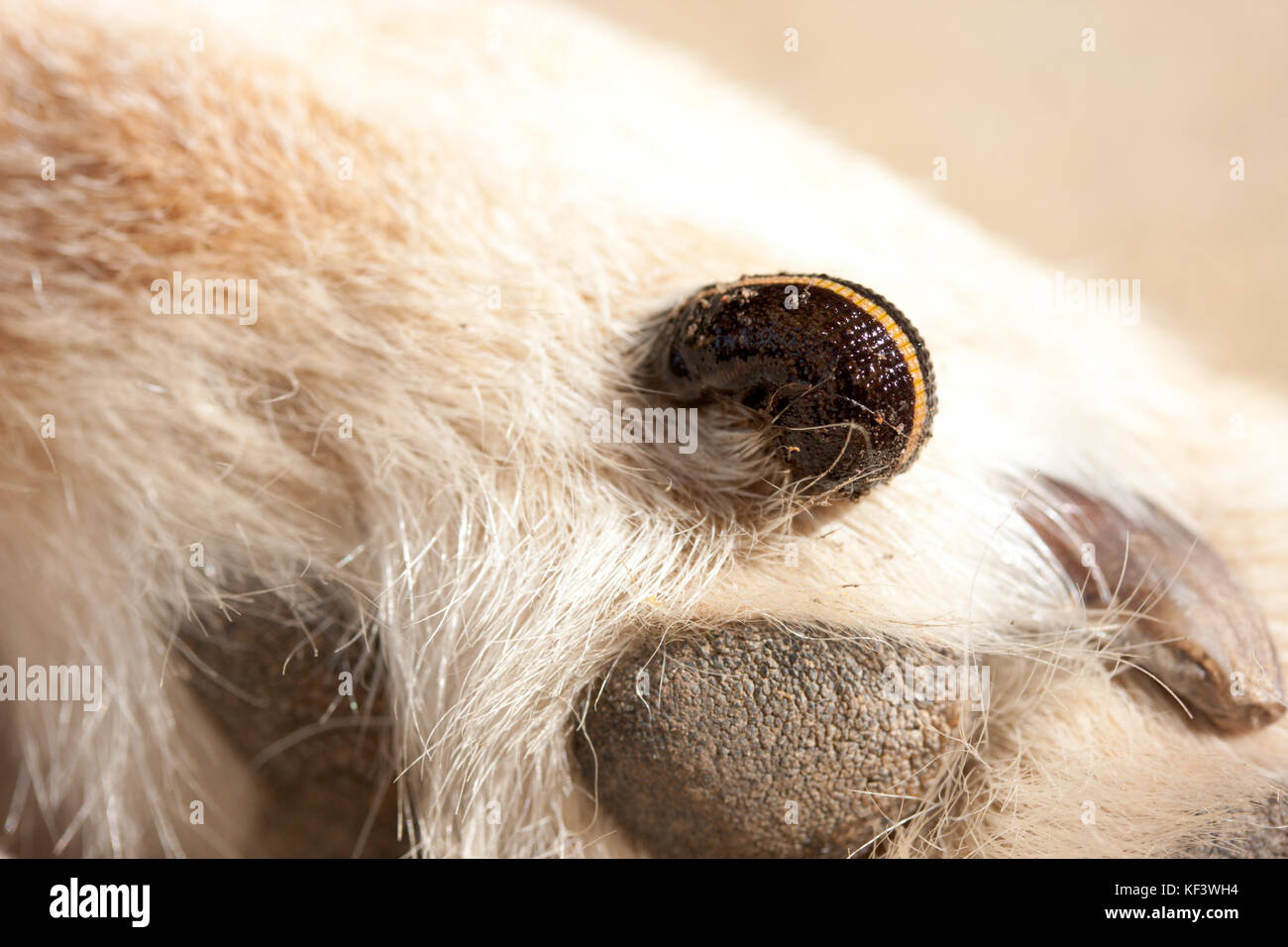 Australian land leech hi-res stock photography and images - Alamy