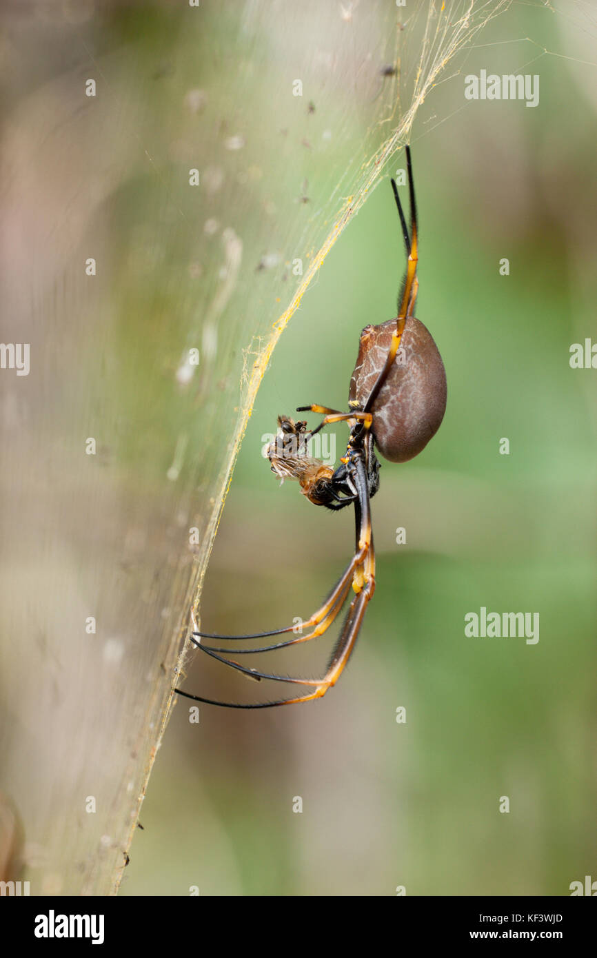 Golden orb weaver spider hi-res stock photography and images - Alamy