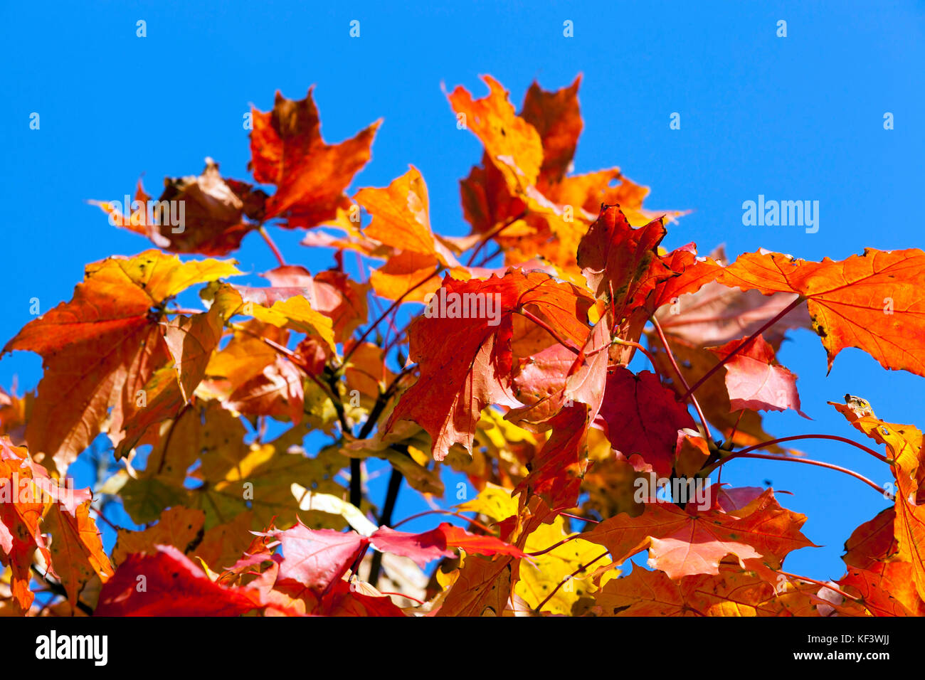 red beautiful maple Stock Photo - Alamy