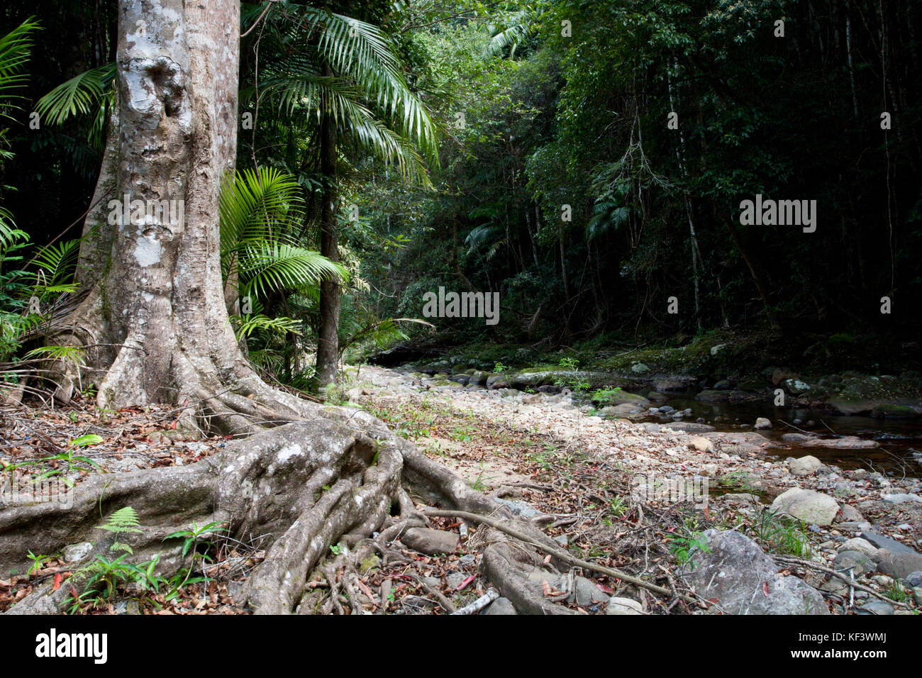 Blue quandong tree High Resolution Stock Photography and Images - Alamy