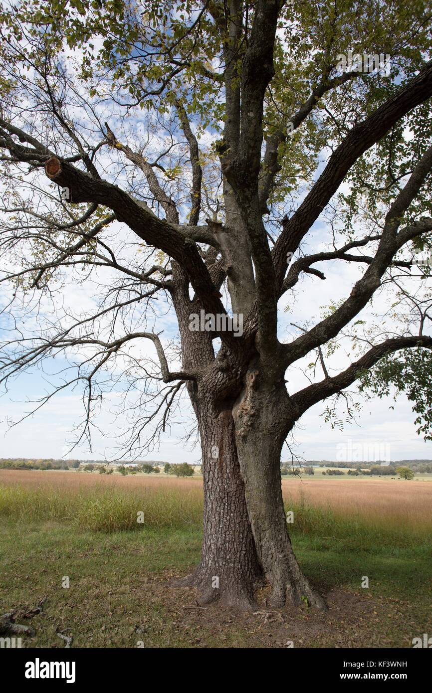 A tree at the site of battle at Prairie Grove Battlefield State Park in ...