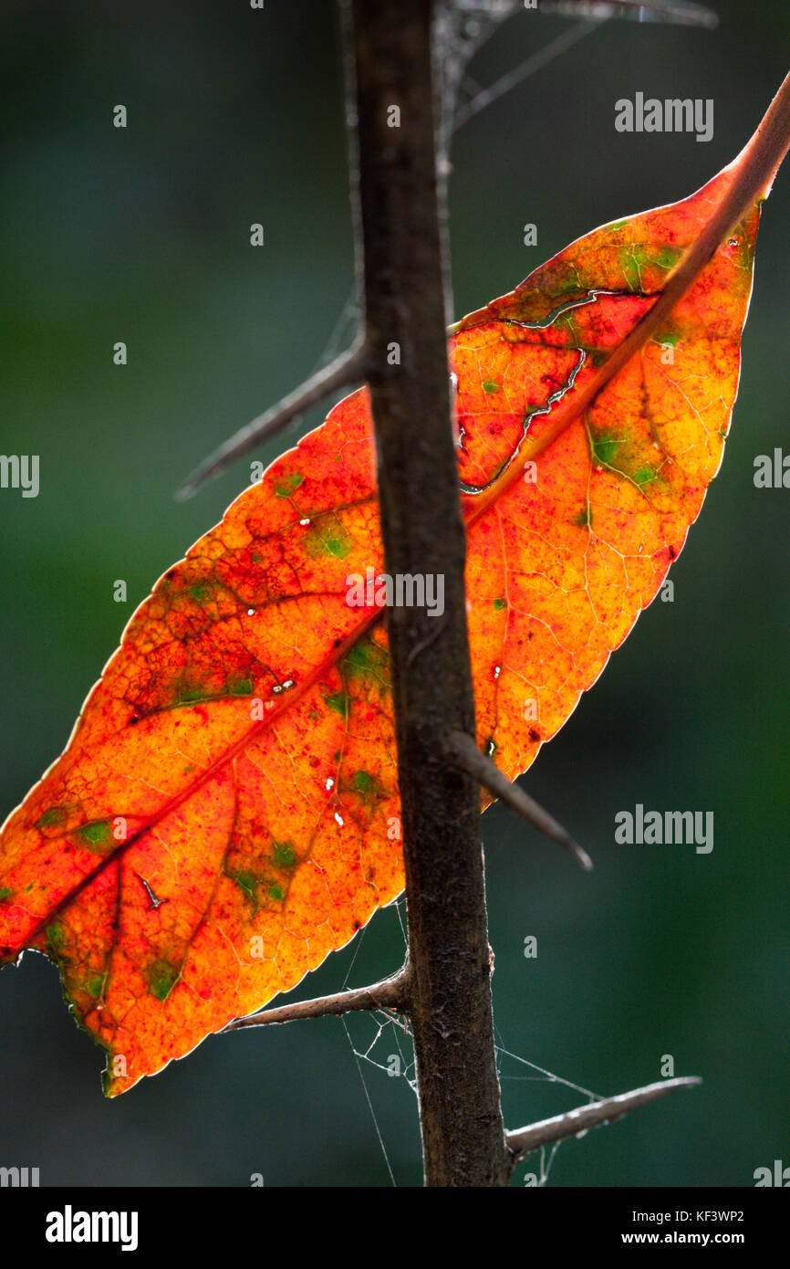 Thorn cycle hi-res stock photography and images - Alamy