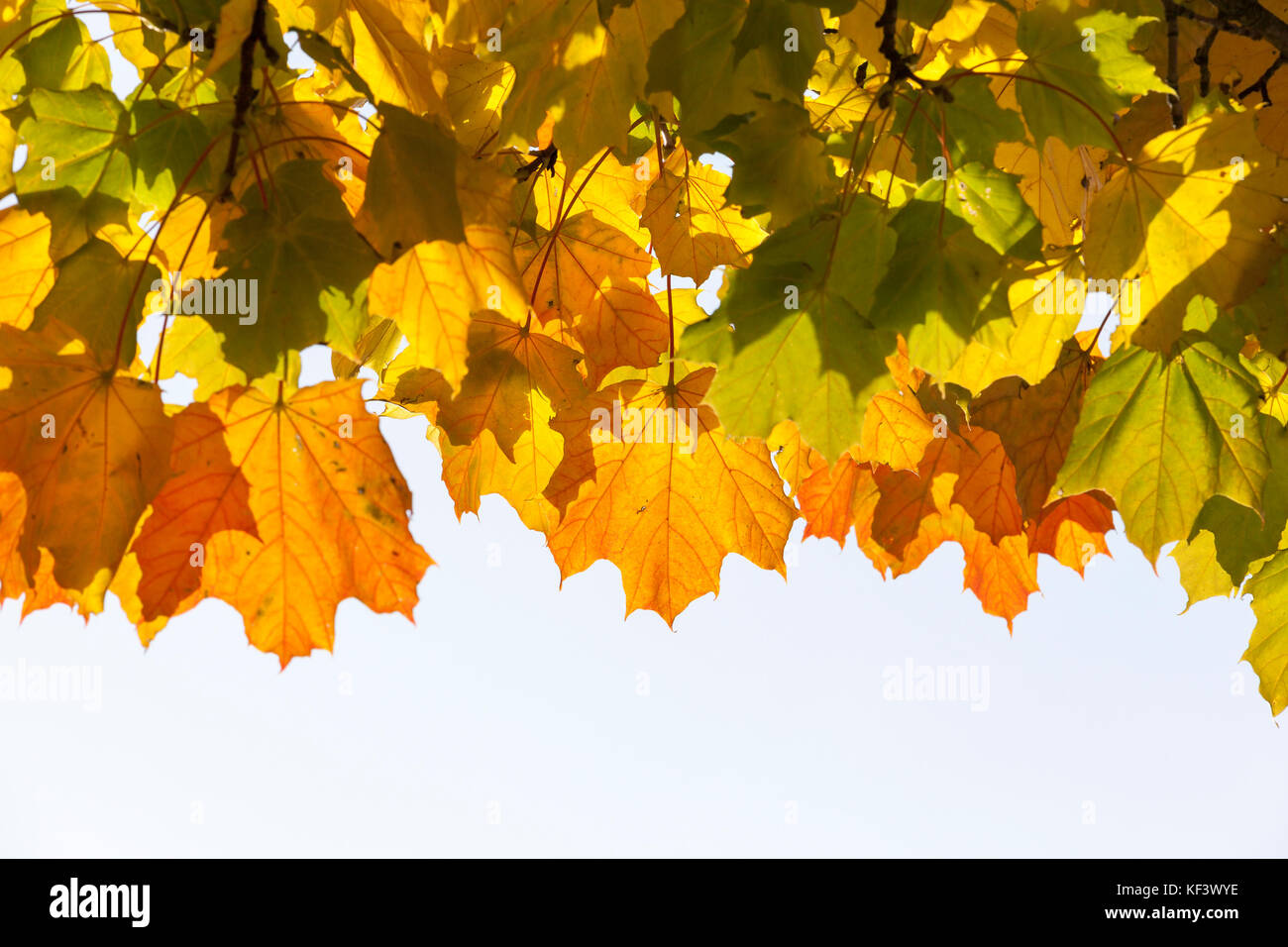Top view red maple tree hi-res stock photography and images - Alamy