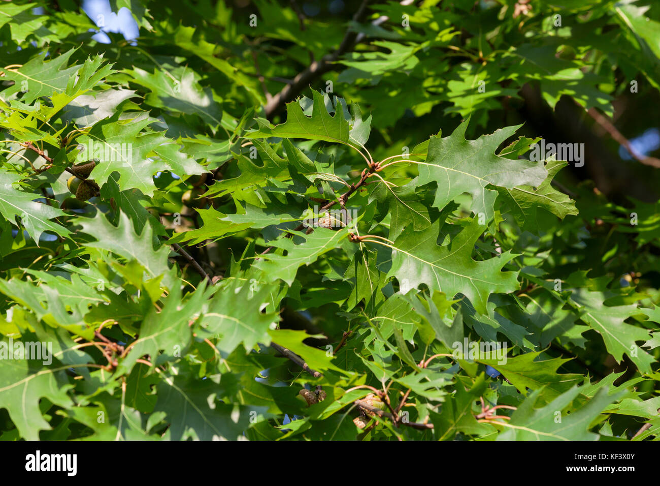 Young leaves oak Stock Photo - Alamy
