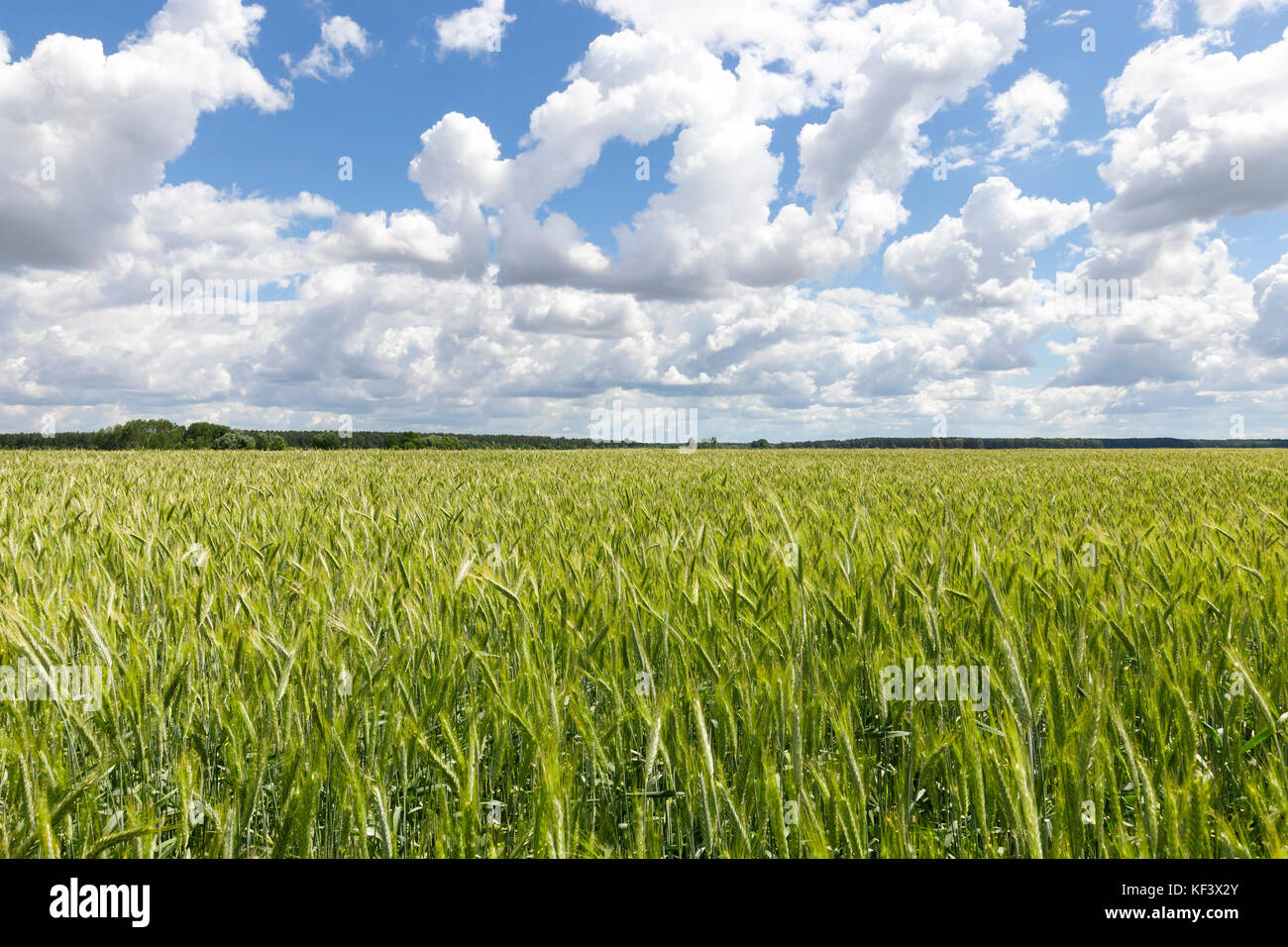 Green ears of rye Stock Photo - Alamy