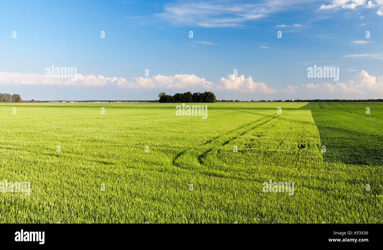Rye and wheat Stock Photo - Alamy