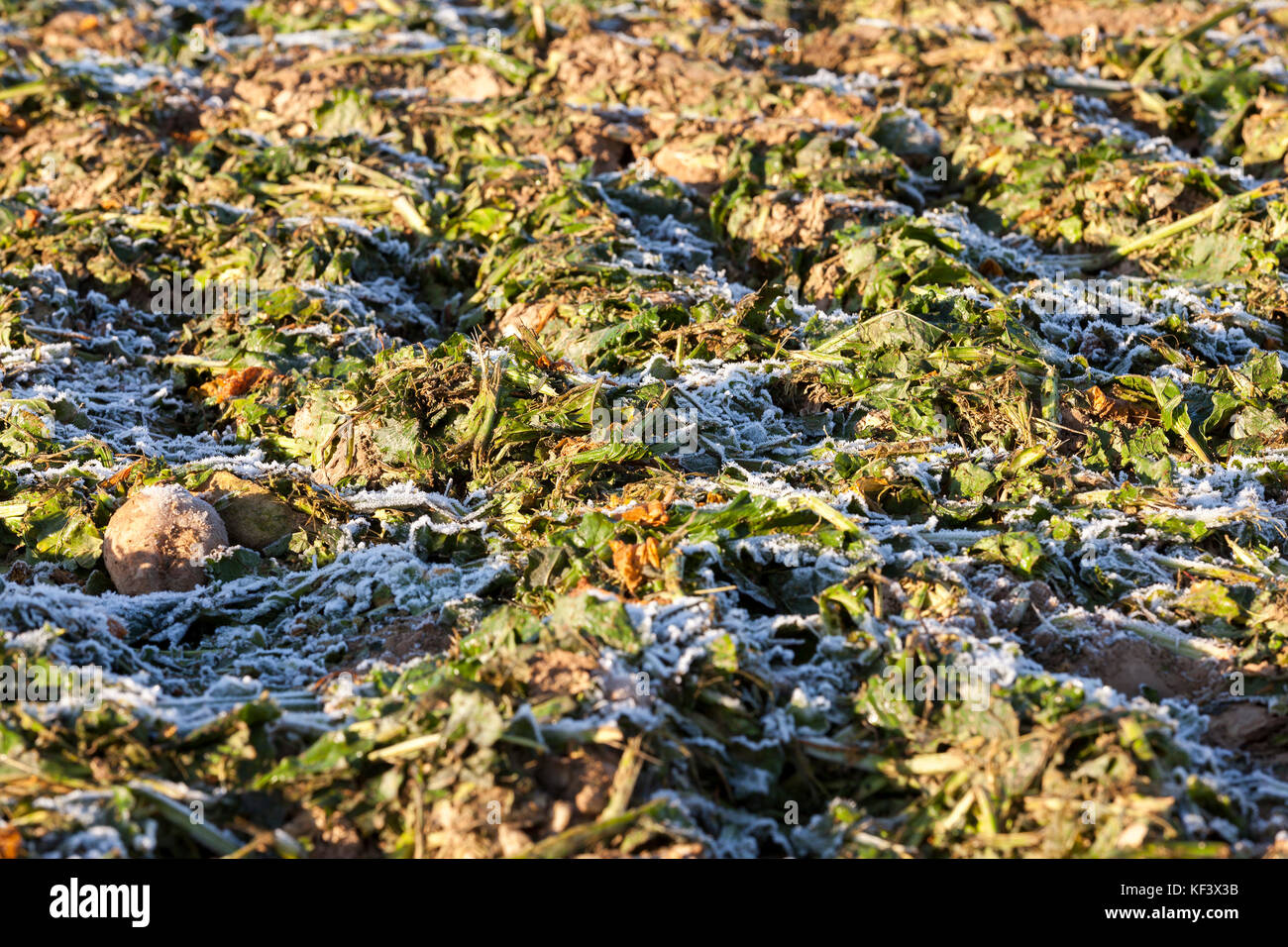 beetroot frozen crops Stock Photo - Alamy