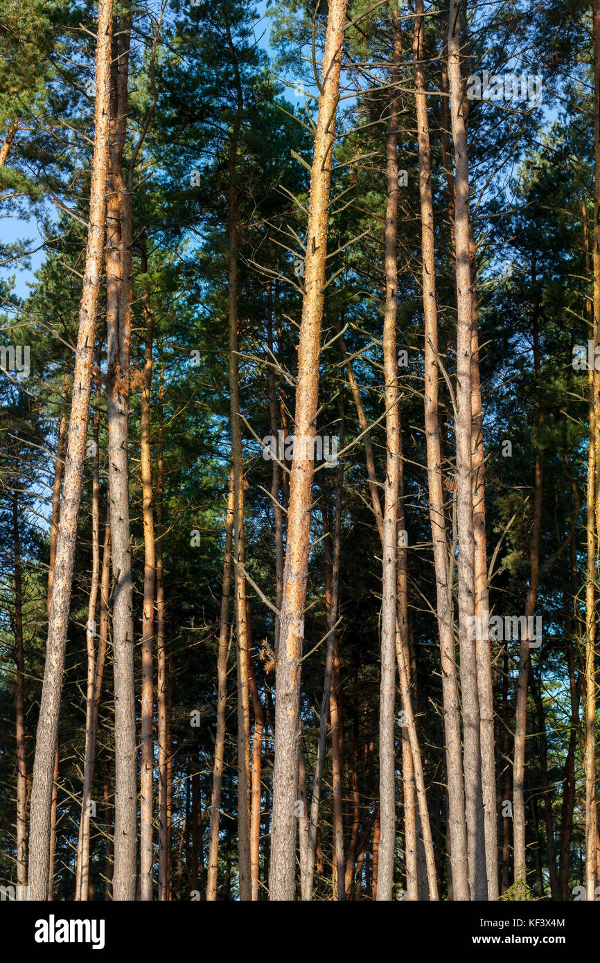 Tall nature hi-res stock photography and images - Alamy