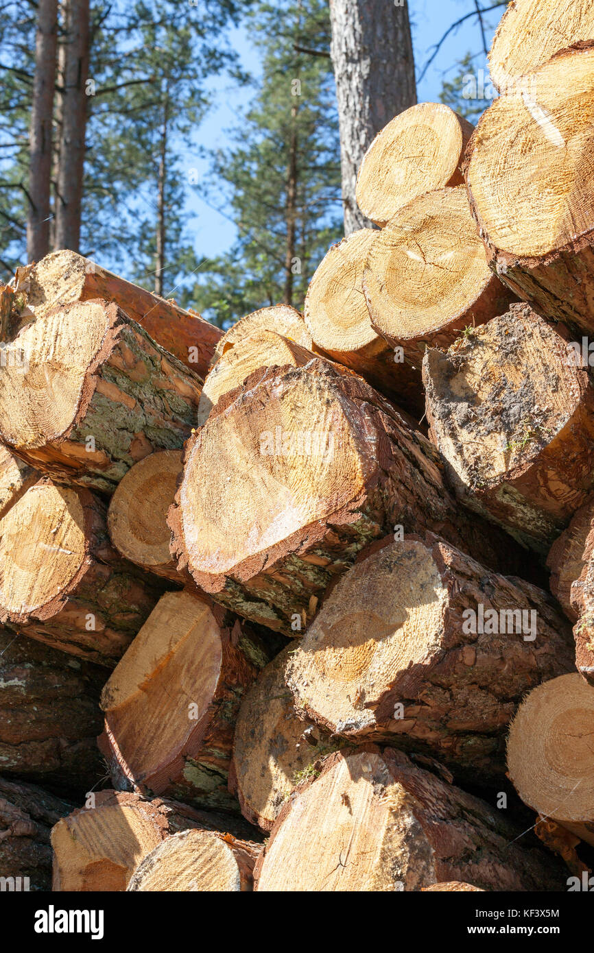 Trunks of pines, wood Stock Photo - Alamy