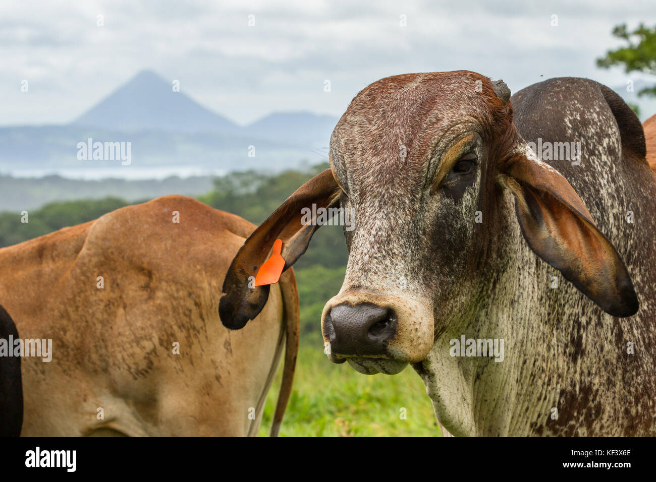 Guanacaste costa rica arenal volcano hi-res stock photography and ...