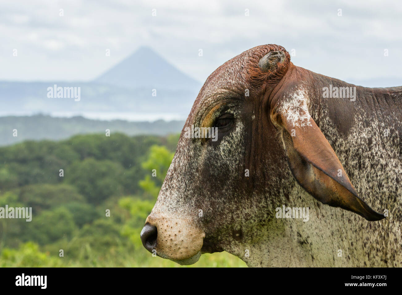 curious young bull in Costa Rica with Arenal volcano in the background ...
