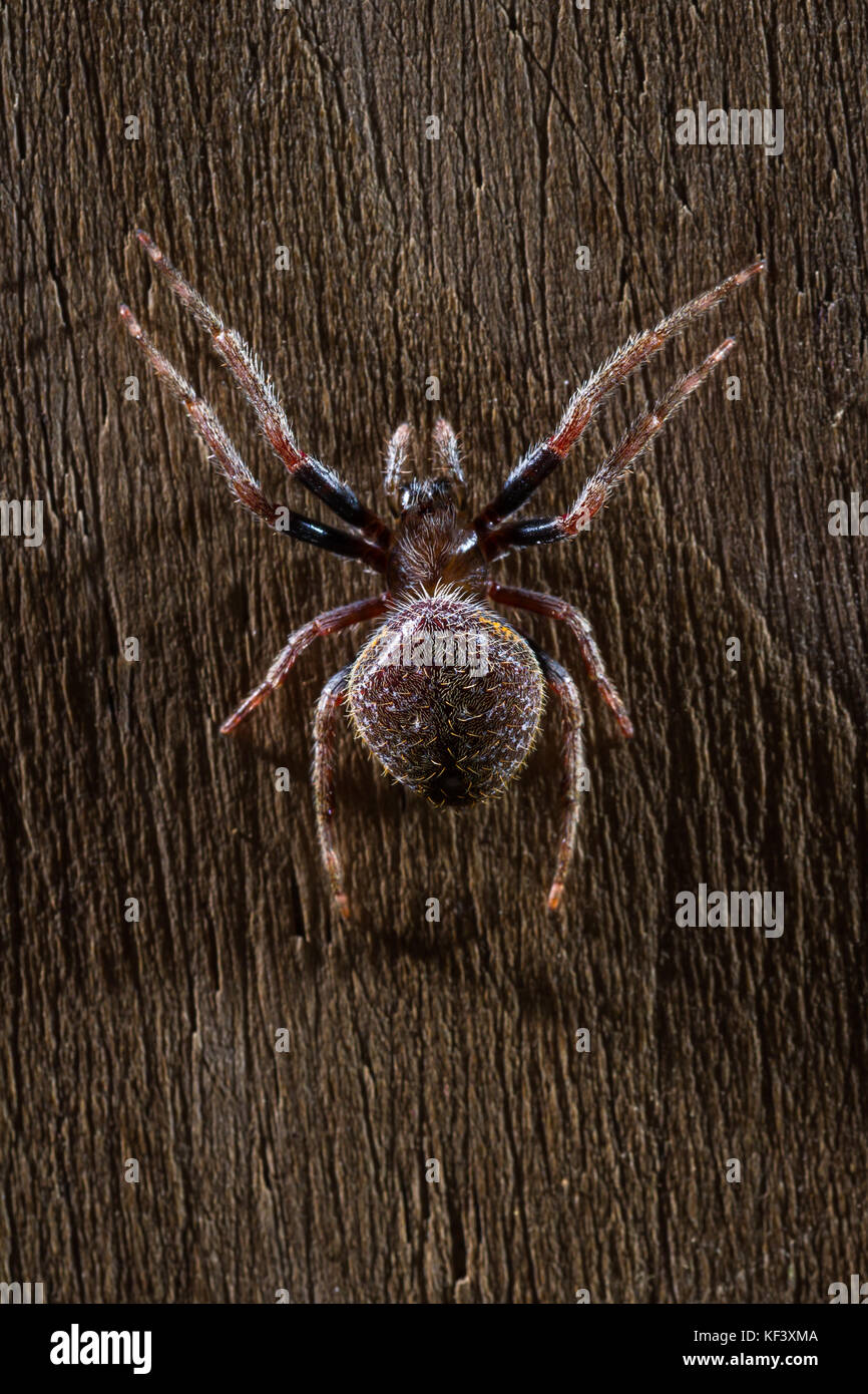Close up of a small tropical spider with red and yellow stripes and the ...