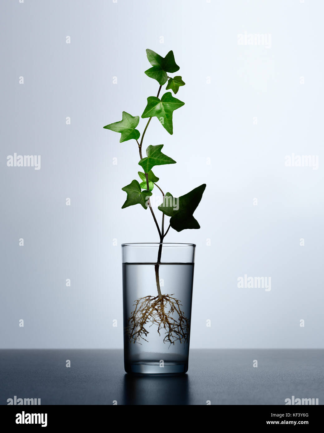 Conceptual photo-illustration of ivy plant sprouting roots in glass of ...