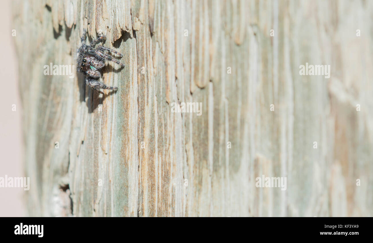 Macro of Bold Jumping Spider (Phidippus audax) on Fence Post Stock ...