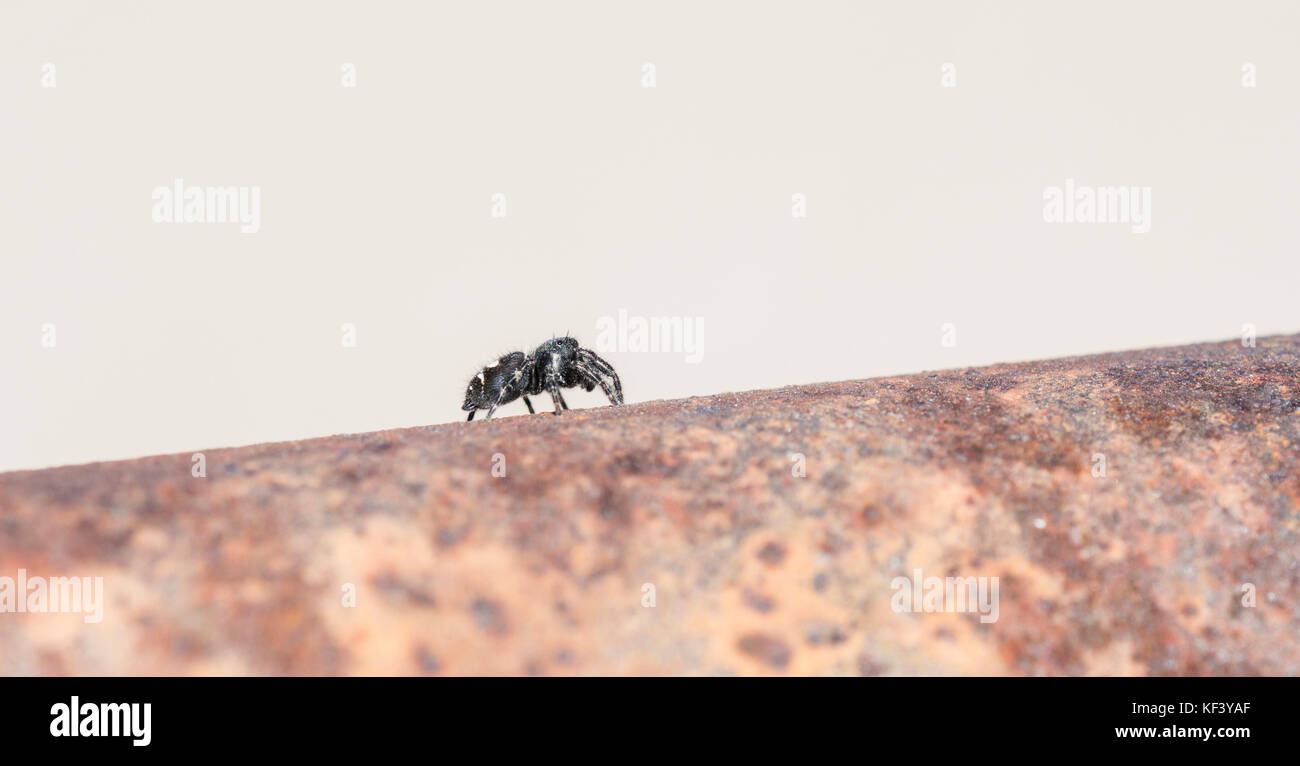 Metallic jumping spider hi-res stock photography and images - Alamy