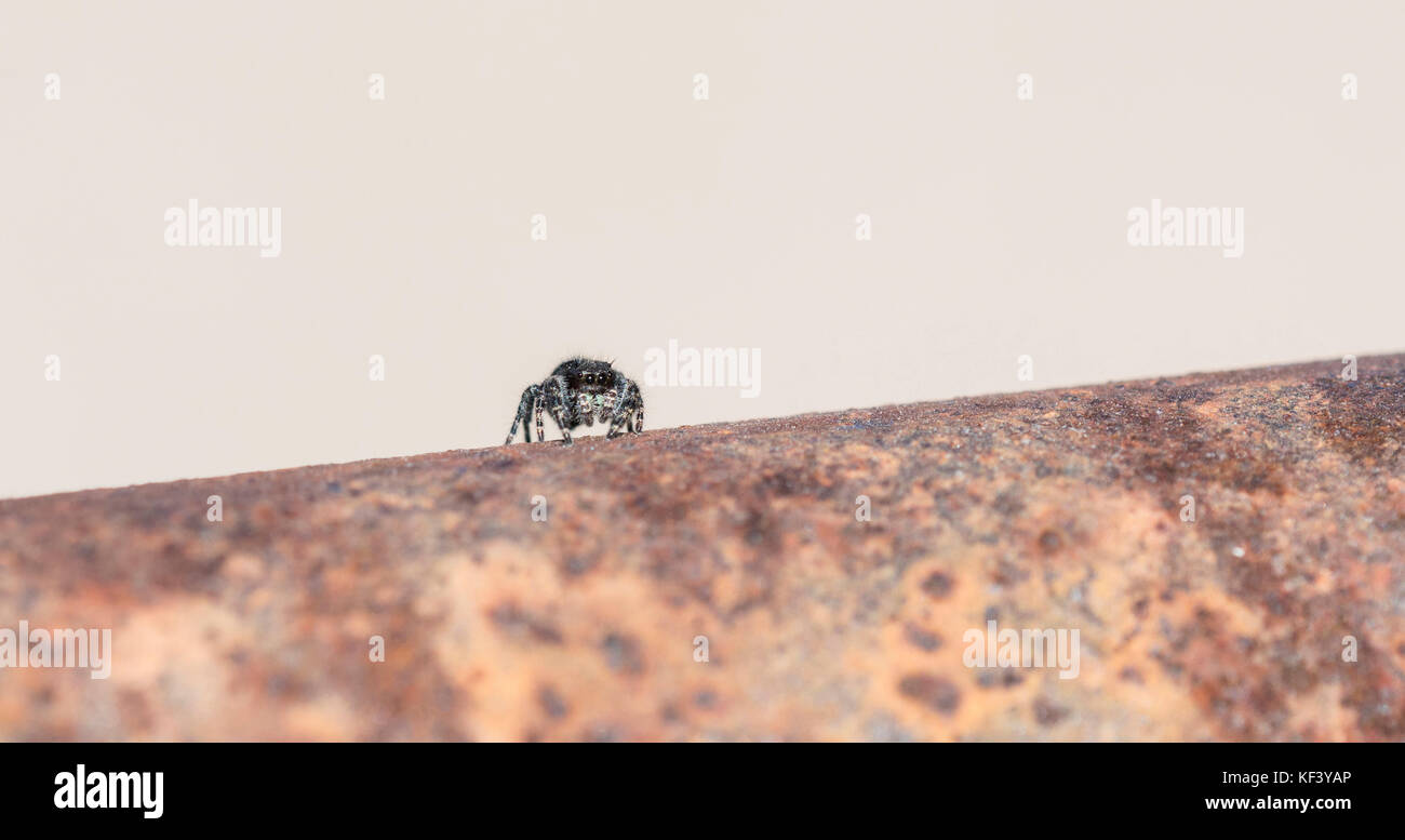 Metallic jumping spider hi-res stock photography and images - Alamy
