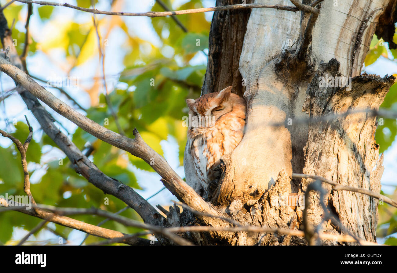 Eastern Red Morph Screech-Owl (Megascops asio) in Ash Tree Stock Photo ...