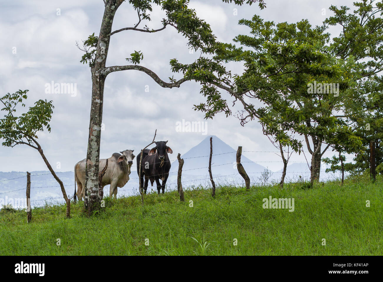curious young bulls in Costa Rica with Arenal volcano in the background ...