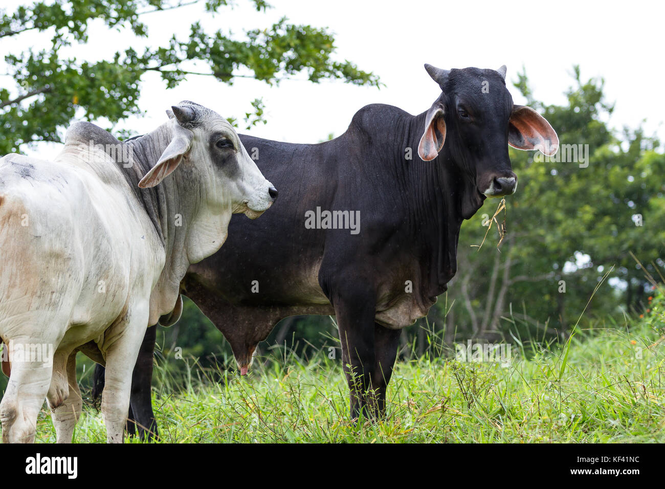 Close up of a pair of young bulls in tropical Costa Rica enjoying ...