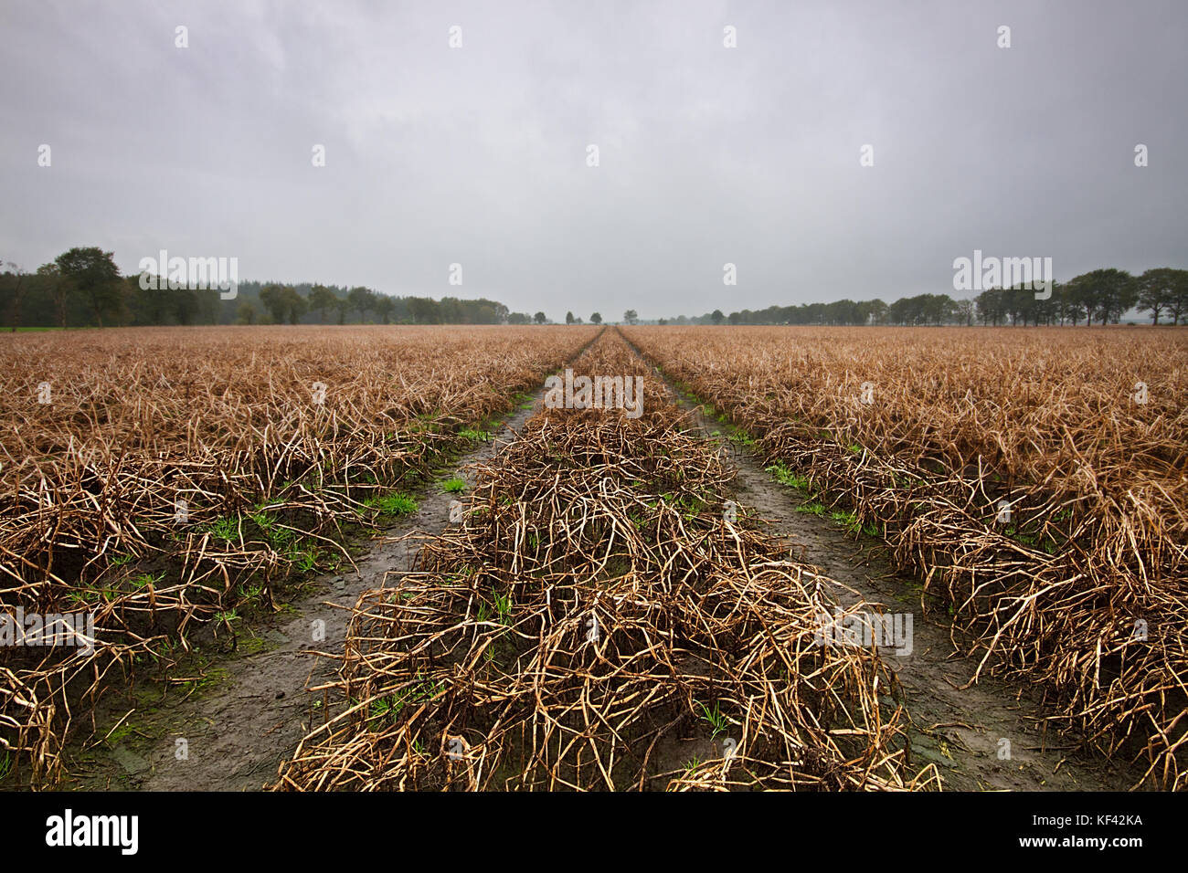 Path dead plants hi-res stock photography and images - Alamy