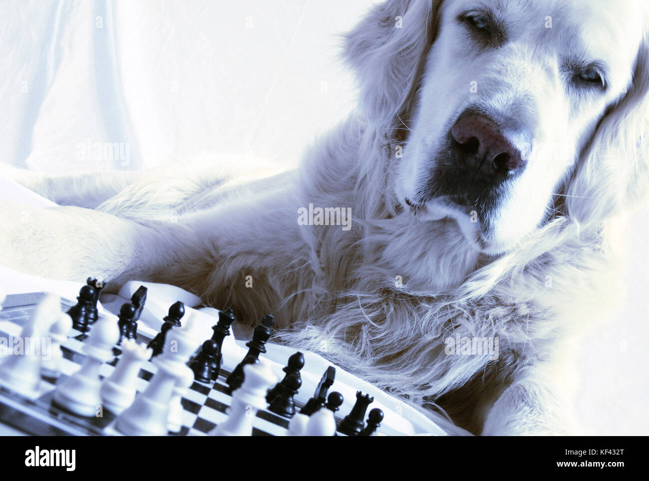 golden retriever dog playing chess Stock Photo - Alamy