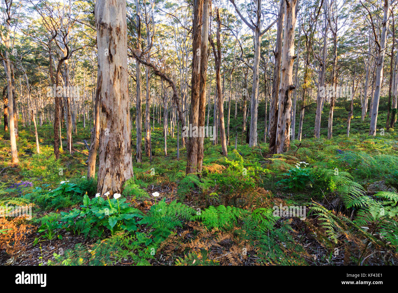 Native Forest Karri Trees High Resolution Stock Photography and Images ...